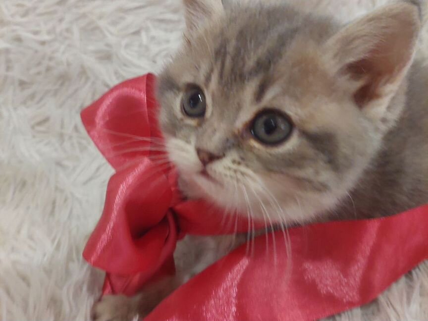Вислоухие котята