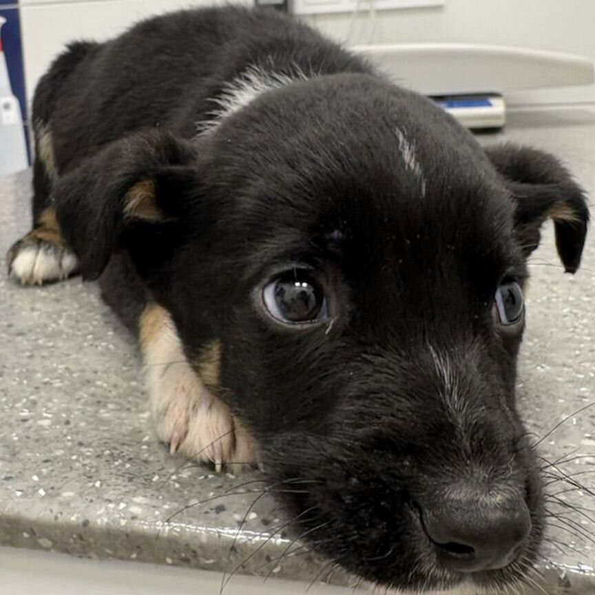 Щенок в добрые руки