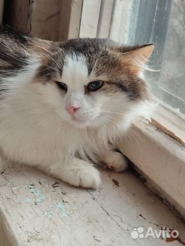 Ласковая пушистая красота в поискать своего дома