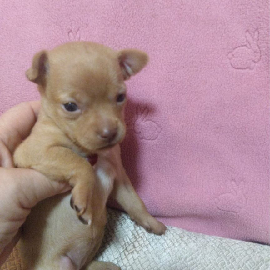 Той-терьер д/м