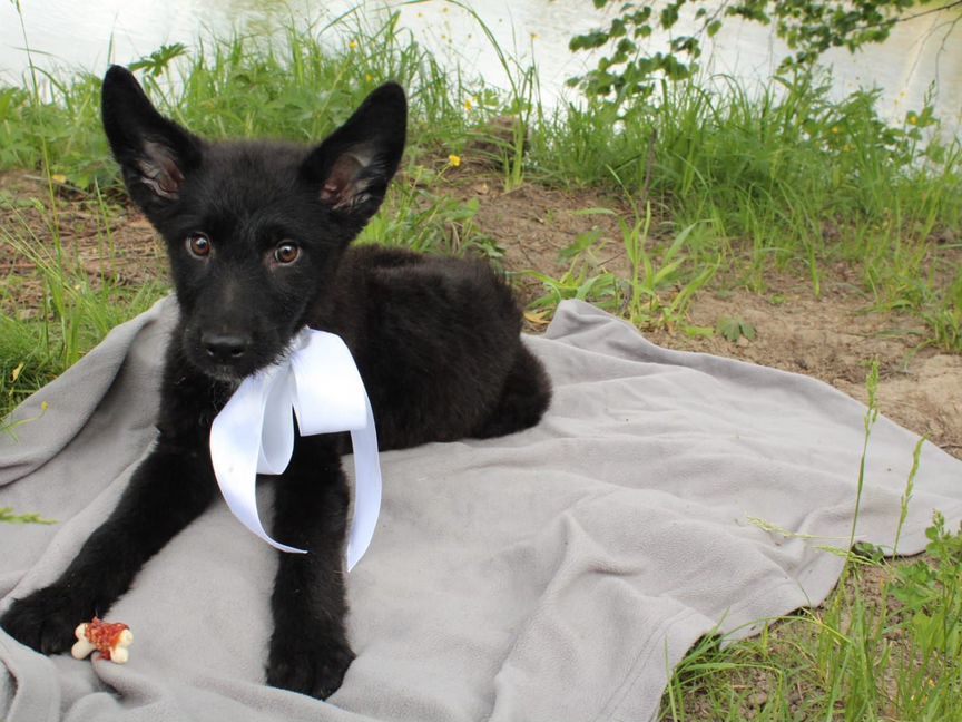 Красавица Луна в дар