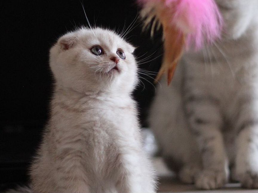 Вислоухий шотландский мальчик