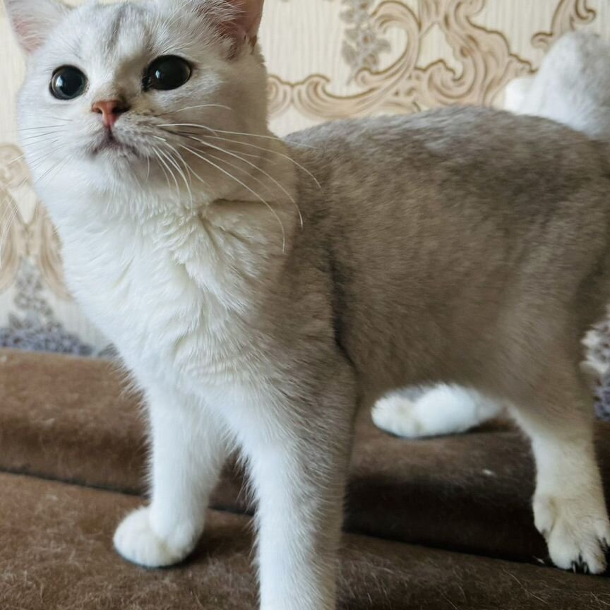 Британские котята серебристая шиншилла