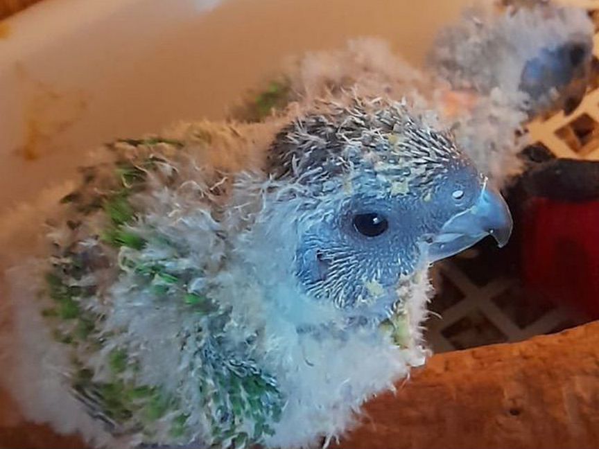 Ручной сенегальский попугай