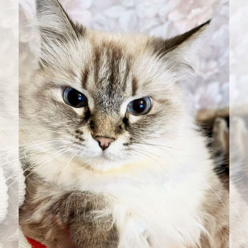 Тайская кошка 5 лет бесплатно