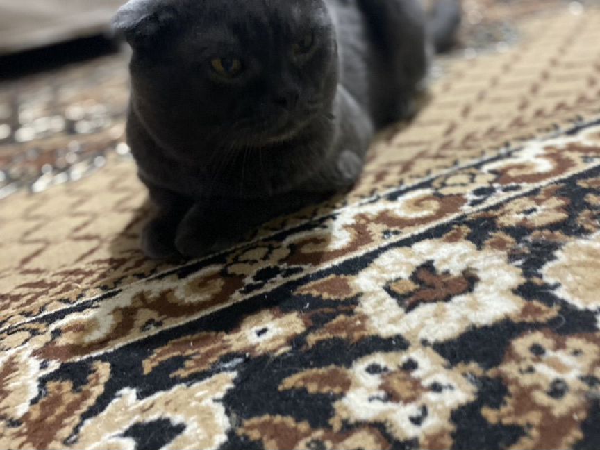 Ищем невесту