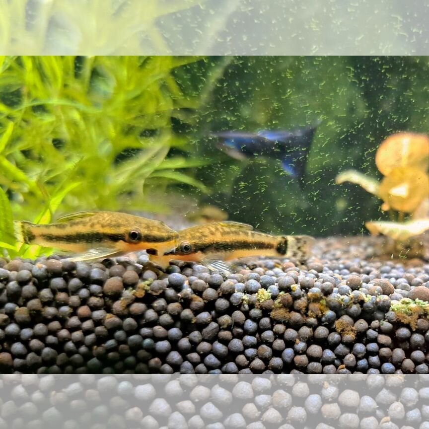 Сомик отоцинклюс