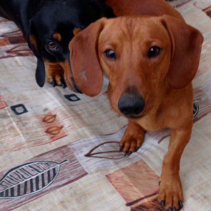 Карликовая такса, щенок