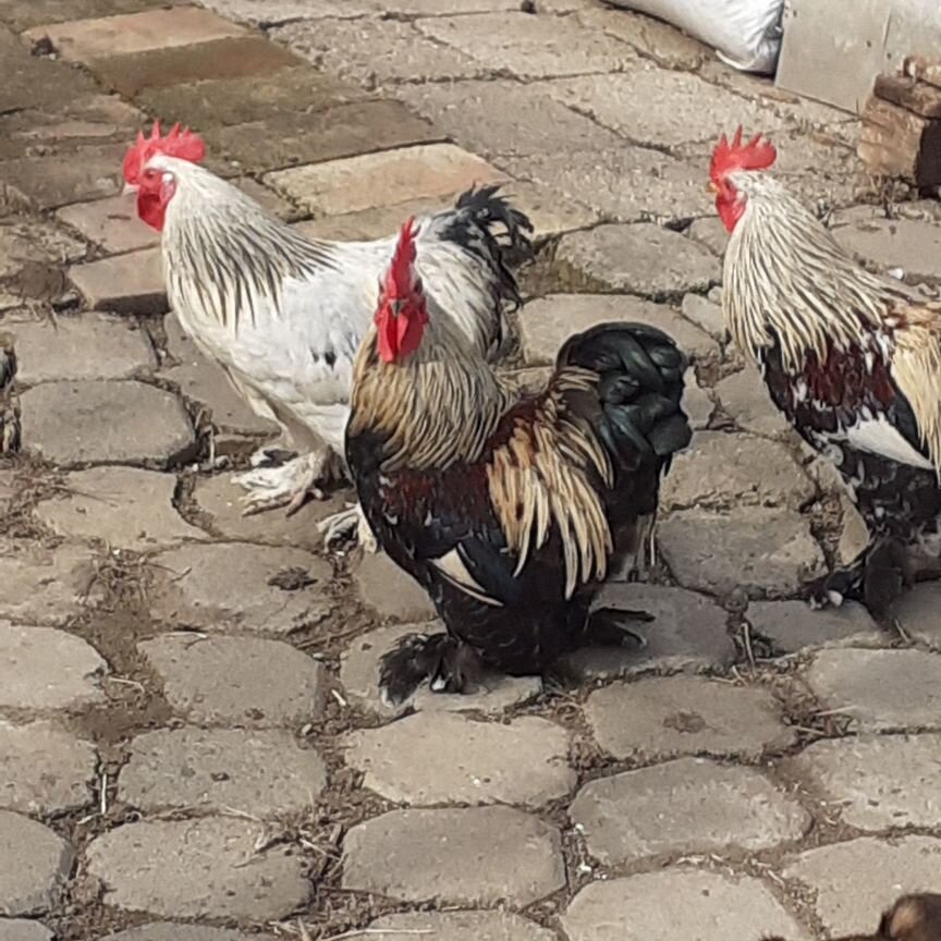 Продаются карликовые кохи