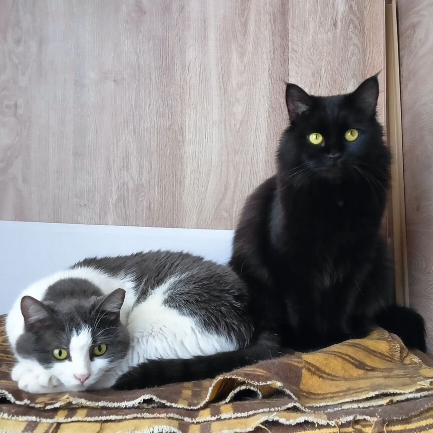 Кошки в надёжные руки хороших людей
