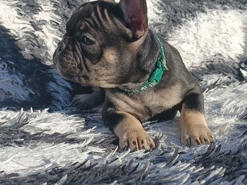 Девочка красавица