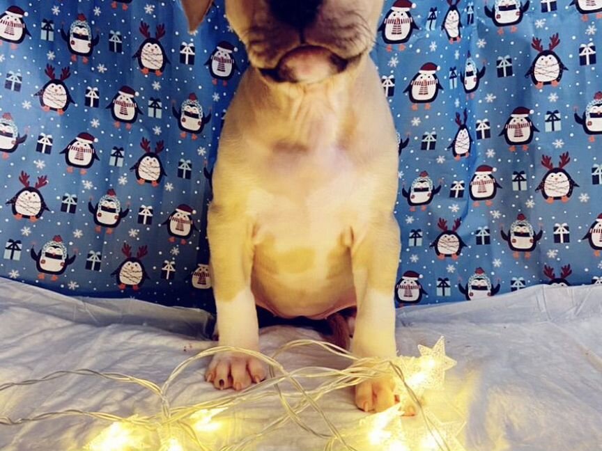 Стаффордширский терьер щенки