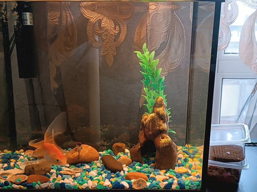 Аквариум с рыбками