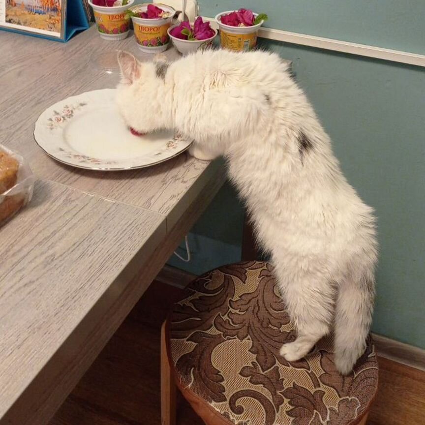 Кошка -партнёр