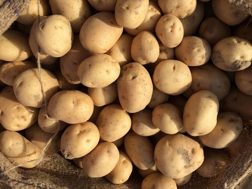Продам картофель на корм скоту