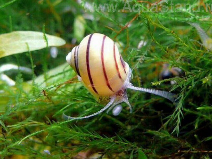 Улитка Спикса (арт. 9101)