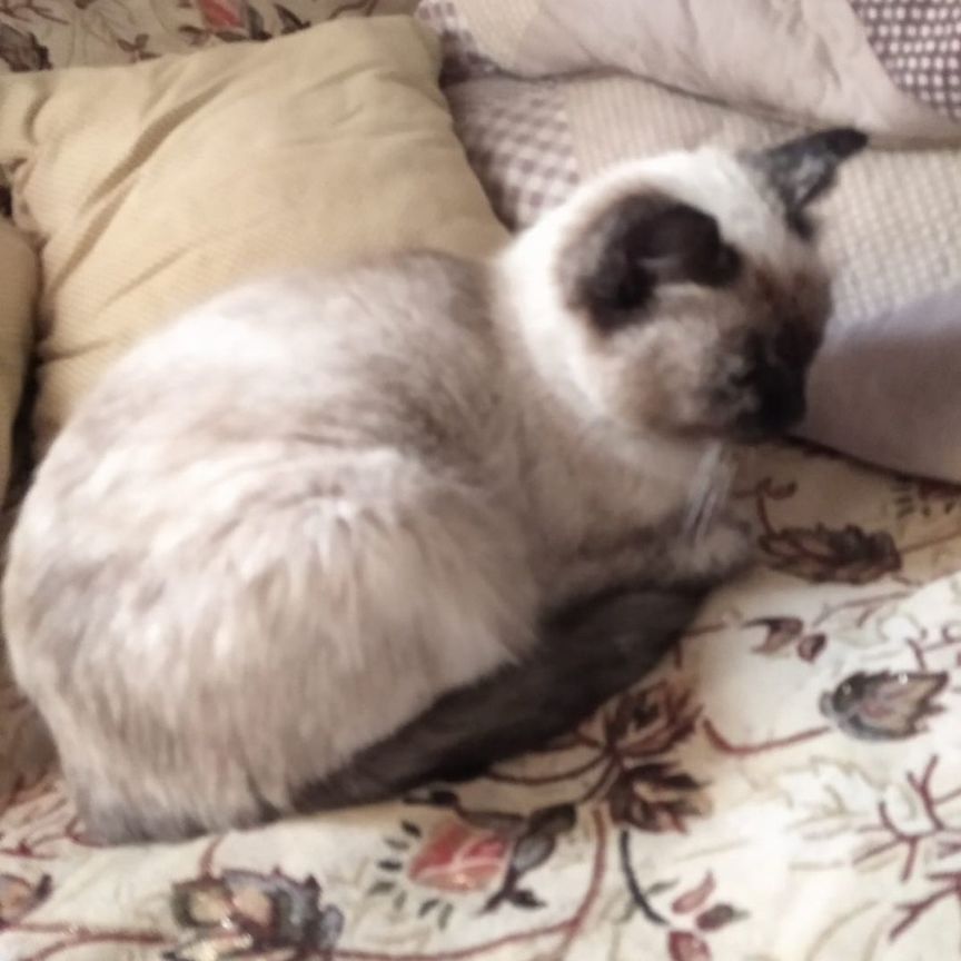 Кошка с котеночком