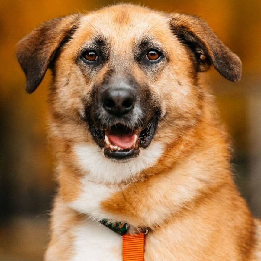 Взрослый пёс в добрые руки