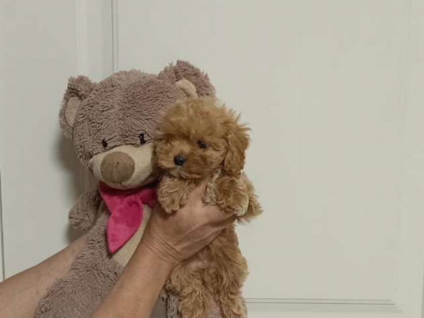 Мальтипу f1 mini малыши в Москве