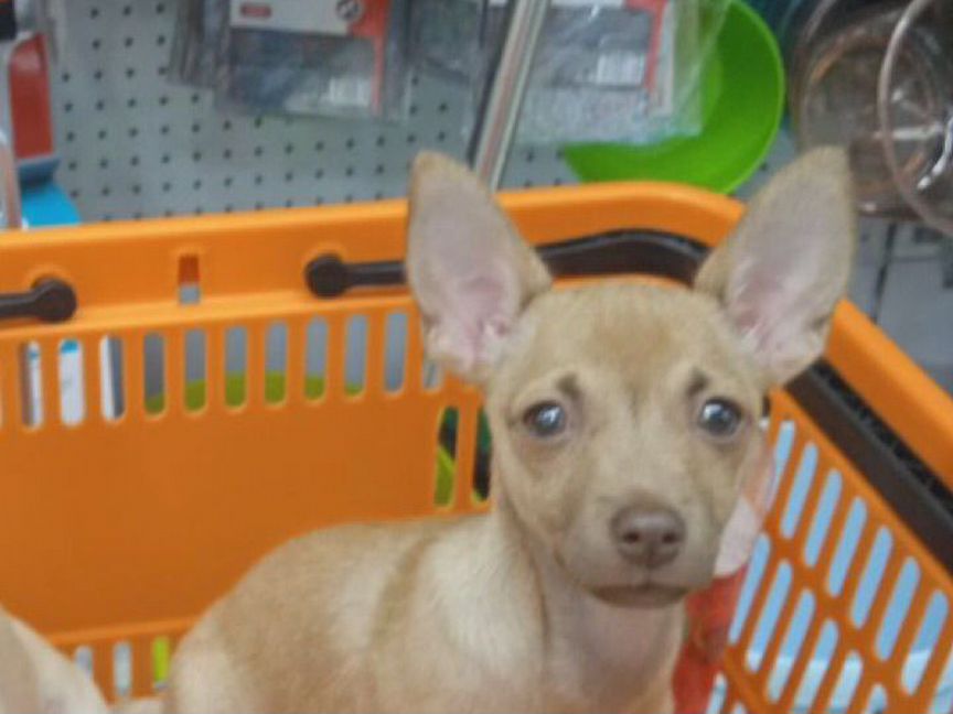 Той-терьер девочка