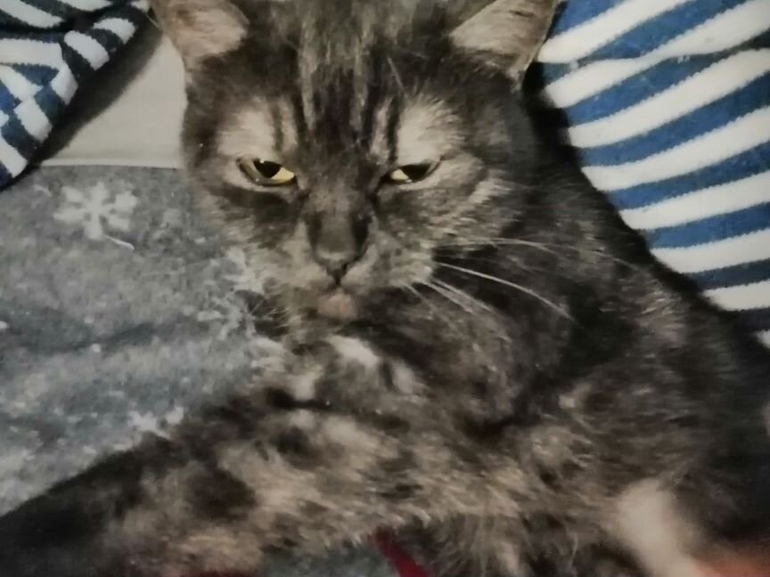 Кошка британка, отдам в хорошие руки