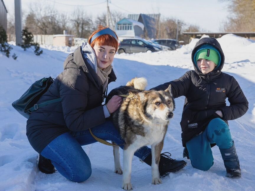 Ждет хозяина в приюте