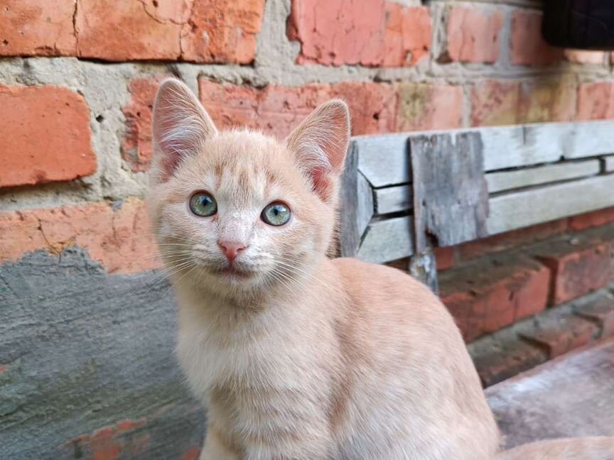 Кошки в добрые руки