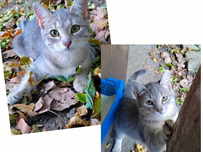 Красивая кошечка подросток