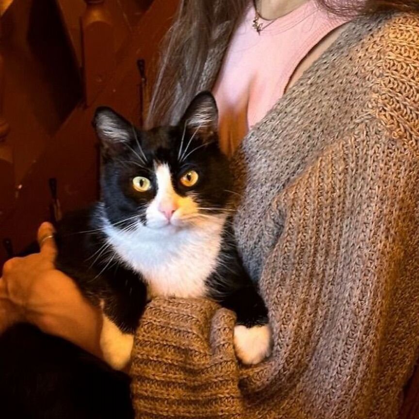 Ласковый котик в поисках дома