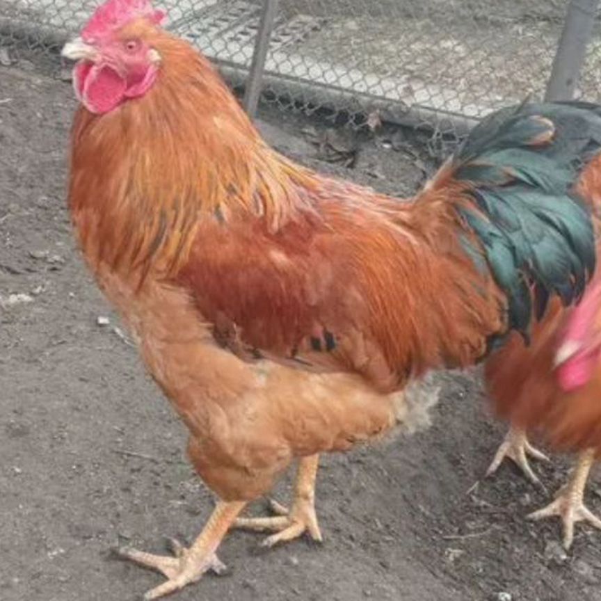 Продам петухов