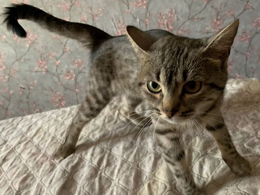 Кошечка