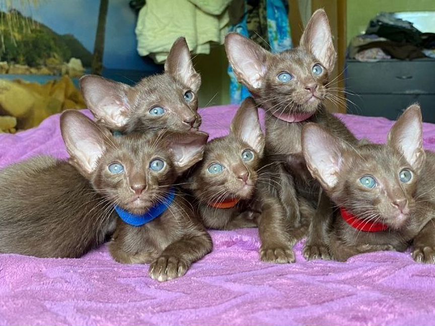 Детишки ориенталы