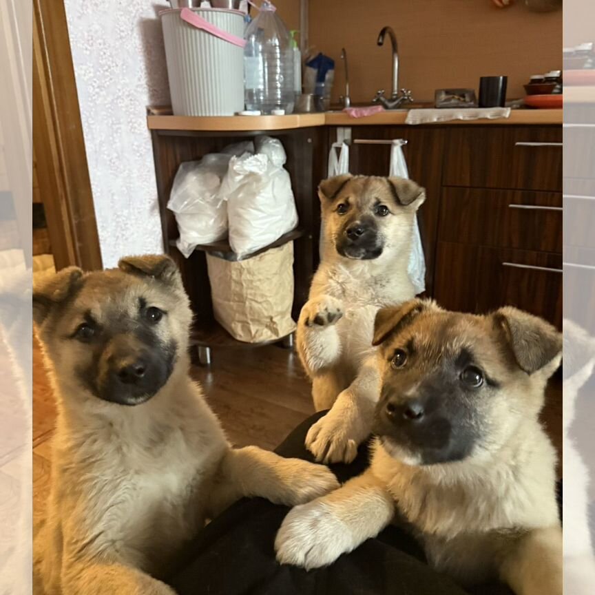 Бельгийская овчарка, щенок