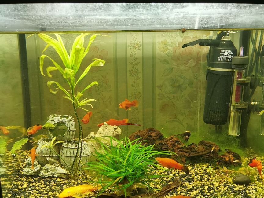 Аквариумные рыбки меченосцы