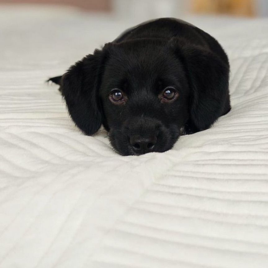 Щенок в добрые руки бесплатно