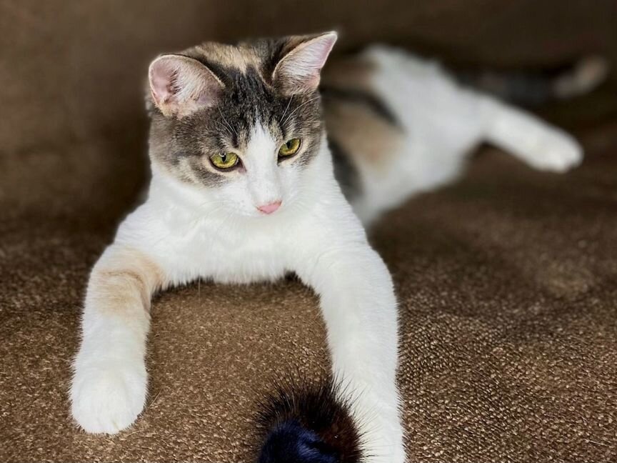 Не родись красивой трехцветные кисы в добрые руки