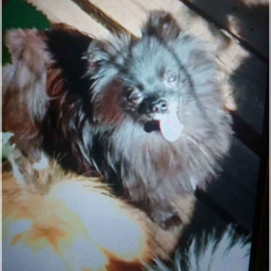 Померанский шпиц, щенок