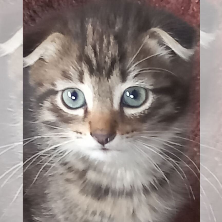 Шотландский вислоухий короткошёрстный котёнок