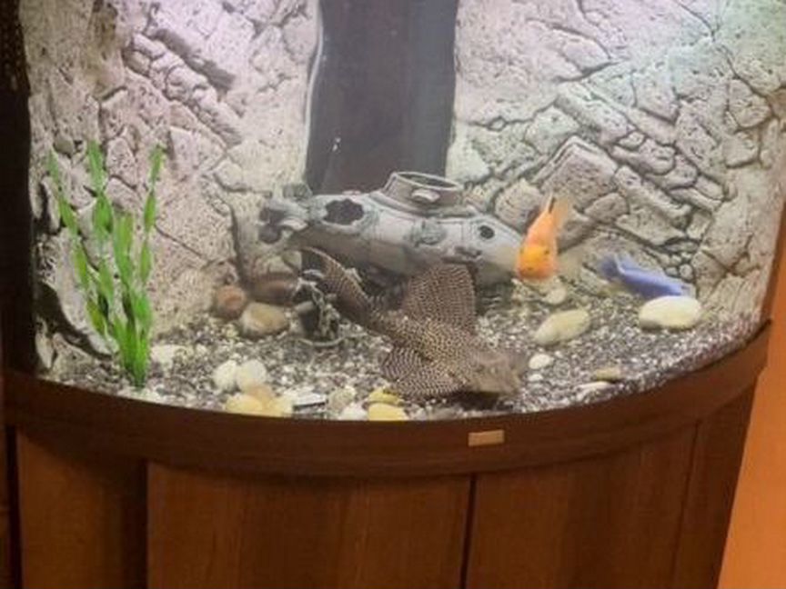 Аквариум juwel trigon 190