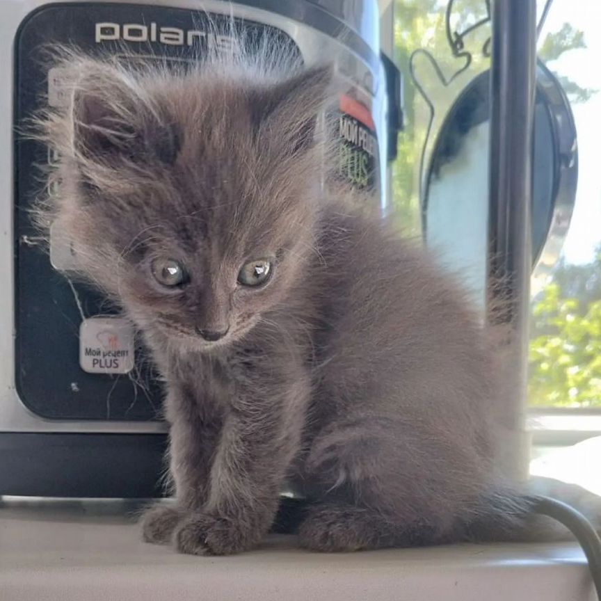Котёнок в добрые руки