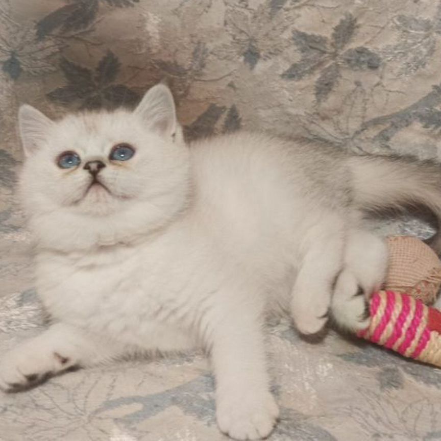 Британский короткошёрстный котёнок