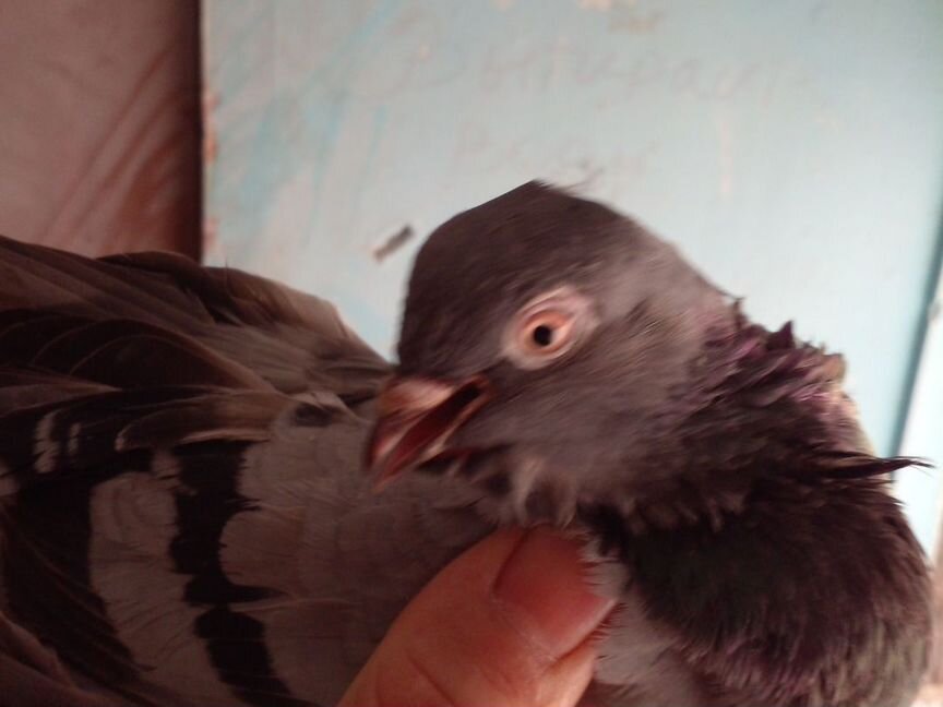 Продажа бакинских голубей