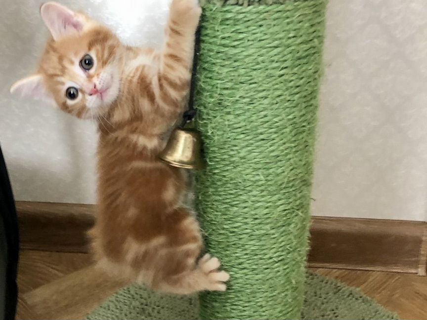 Курильский бобтейл