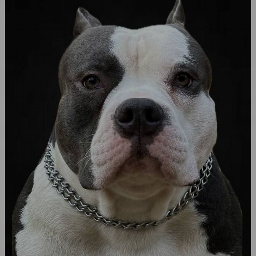 Амбулли покет