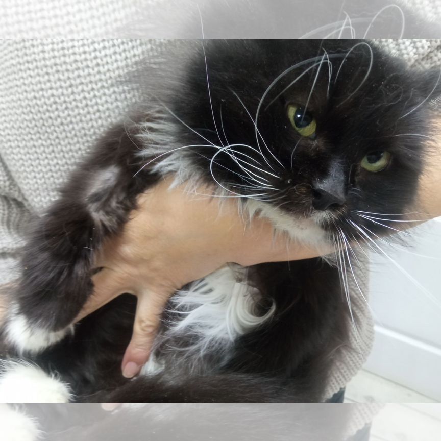 Кошечка Маркиза