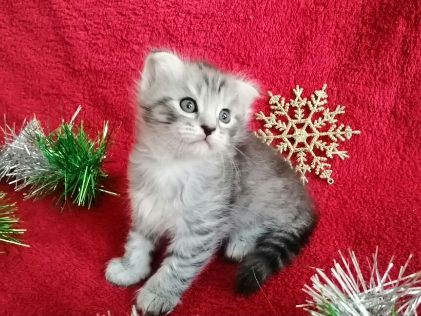 Шотландские вислоухие и прямоухие котята