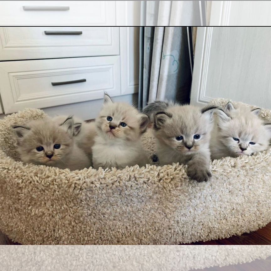 Котята Невские Маскарадные
