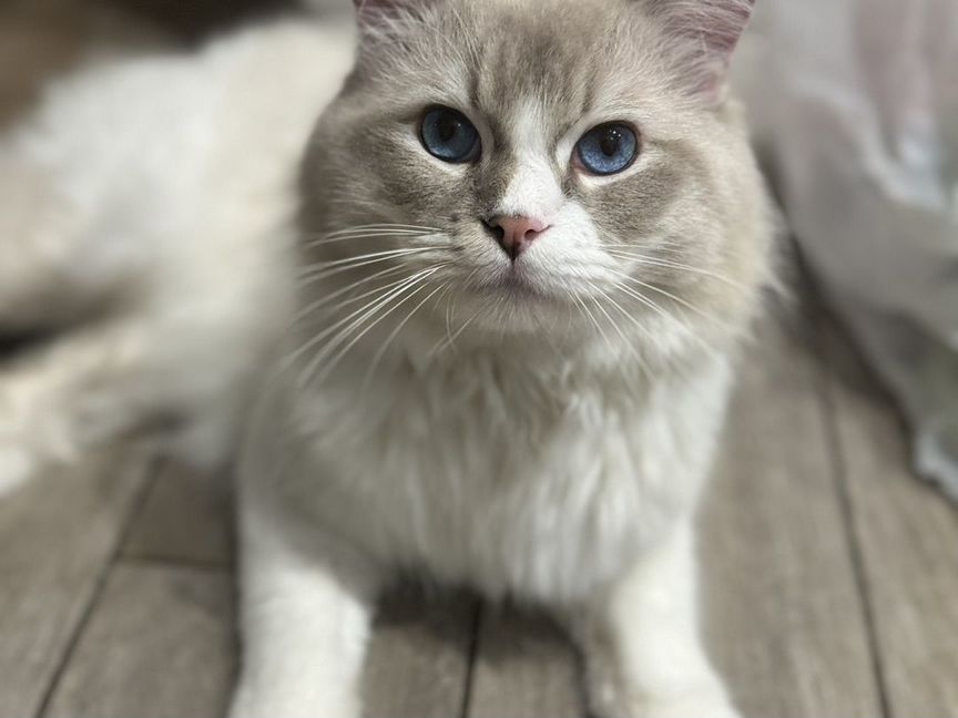 Кот Рэгдолл