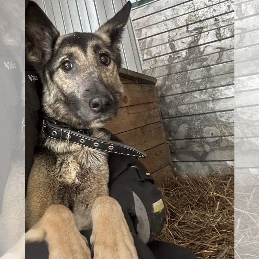 Немецкая овчарка, взрослая собака