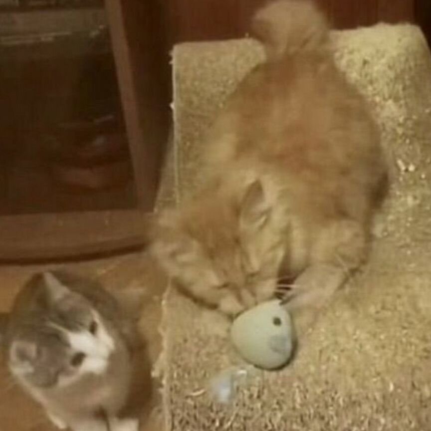 Взрослая, кошка в добрые руки